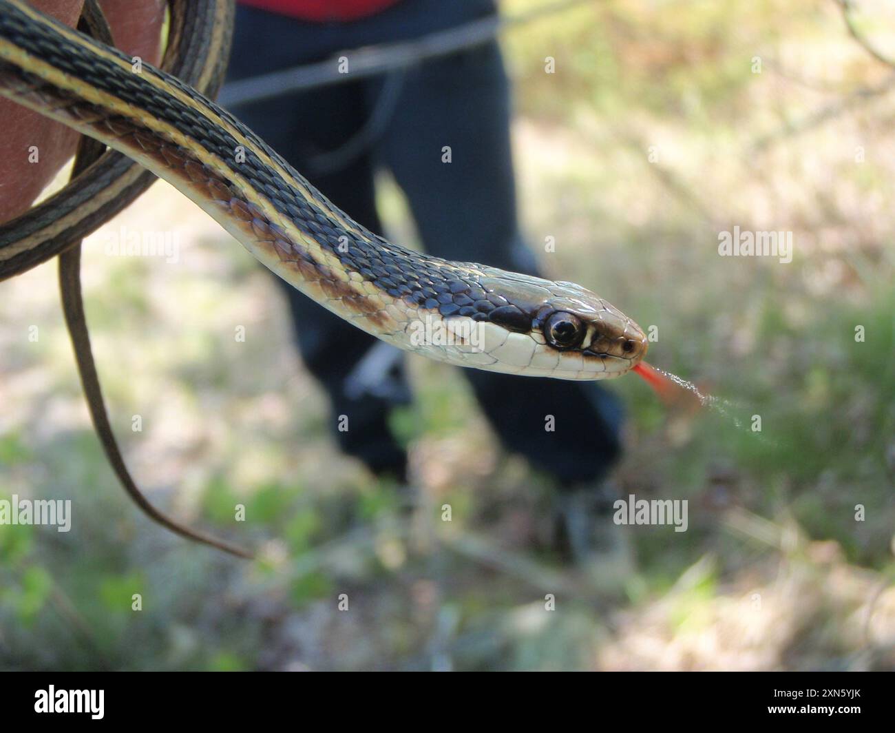 Northern Ribbon Snake (Thamnophis saurita septentrionalis) Reptilia ...