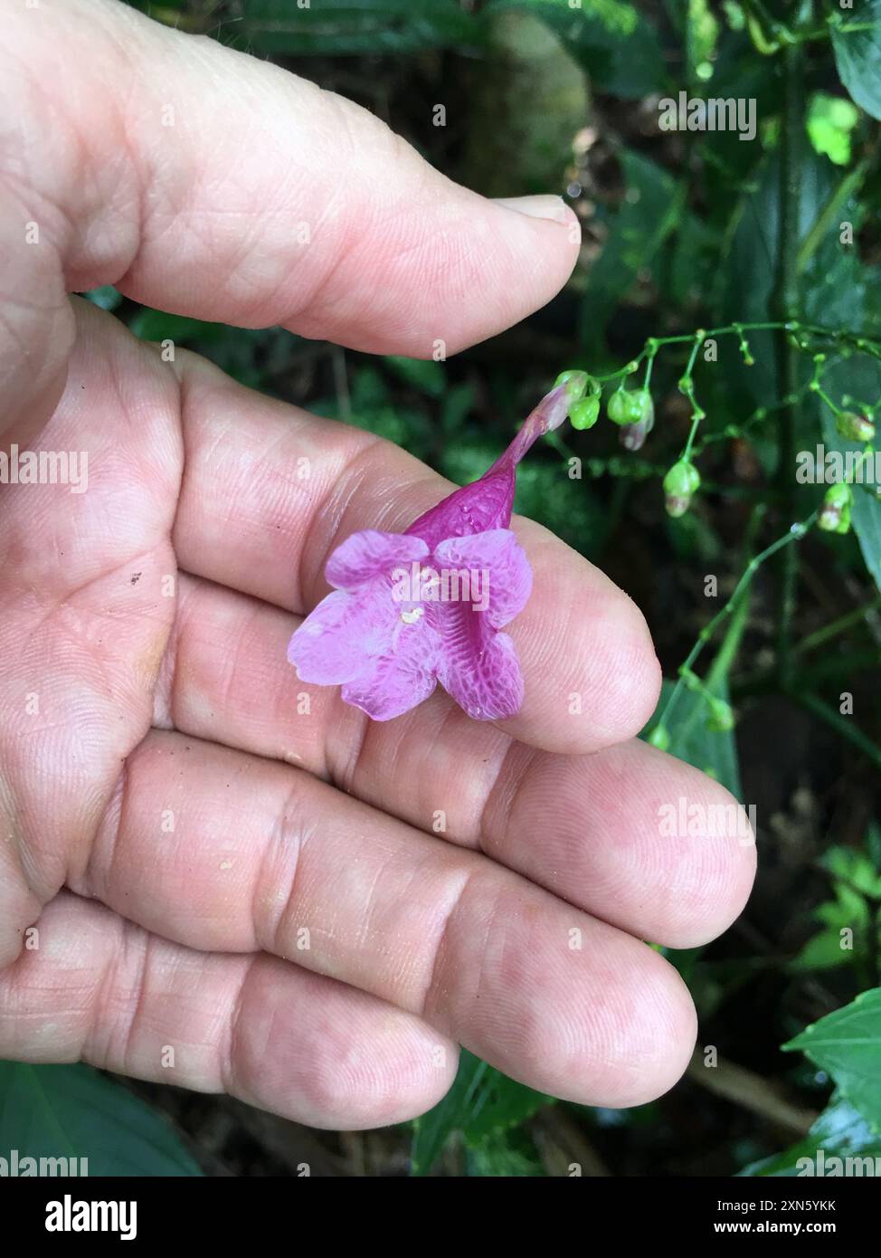 Chinese rain bell strobilanthes hi-res stock photography and images - Alamy