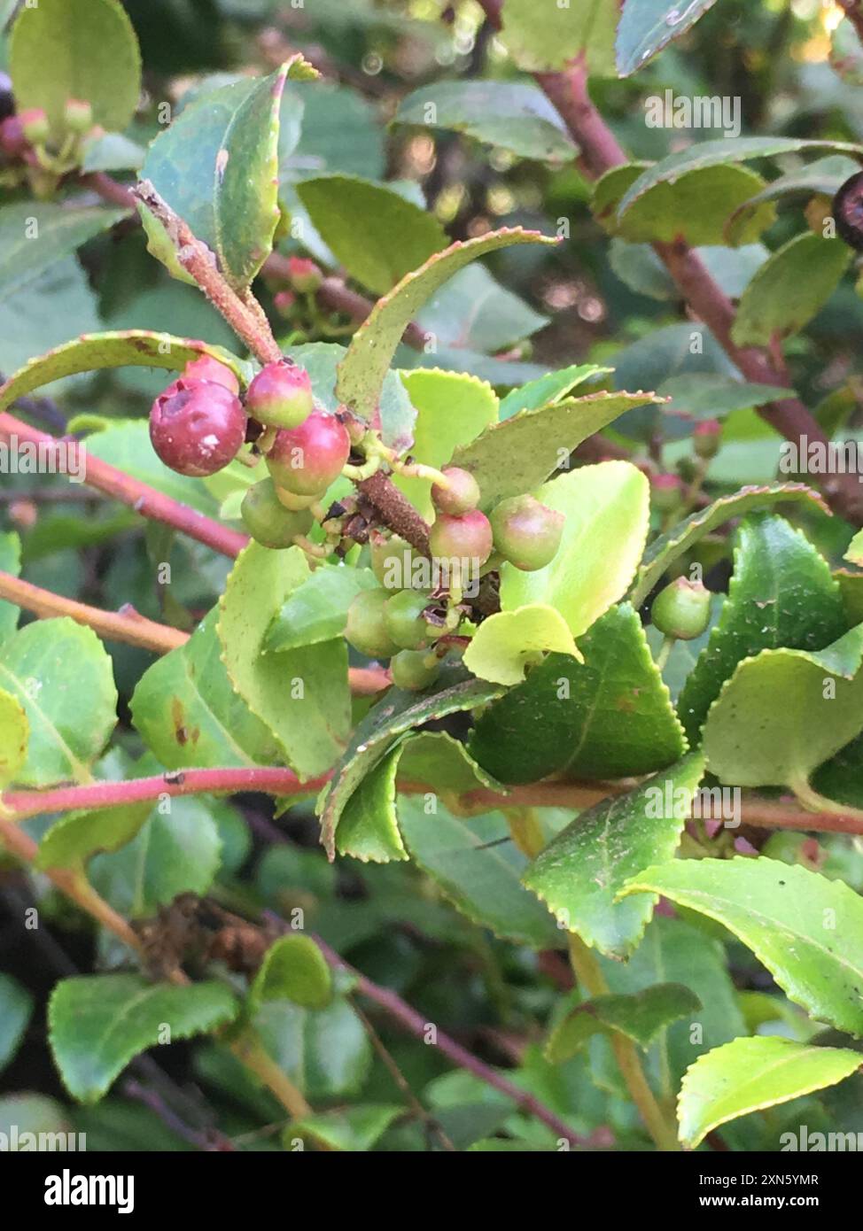 Evergreen Huckleberry (Vaccinium ovatum) Plantae Stock Photo - Alamy