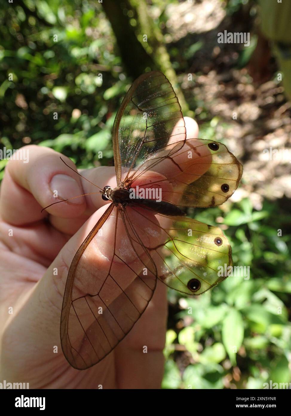 amber phantom (Haetera piera) Insecta Stock Photo - Alamy