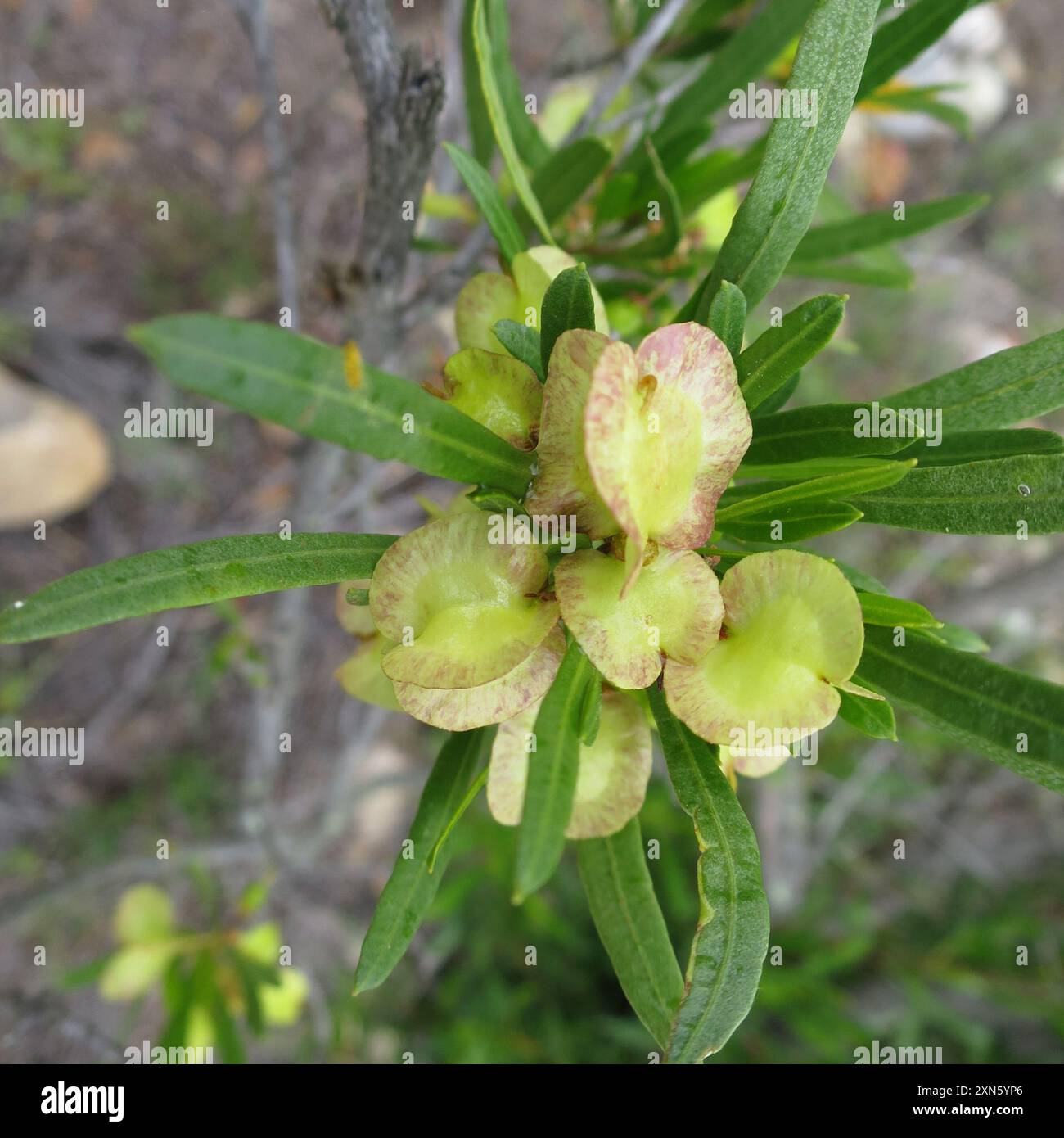 narrow-leaf hopbush (Dodonaea viscosa angustifolia) Plantae Stock Photo ...