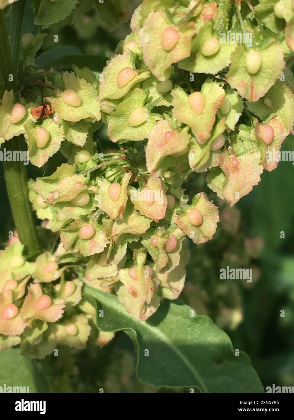 Greek Dock (Rumex cristatus) Plantae Stock Photo - Alamy