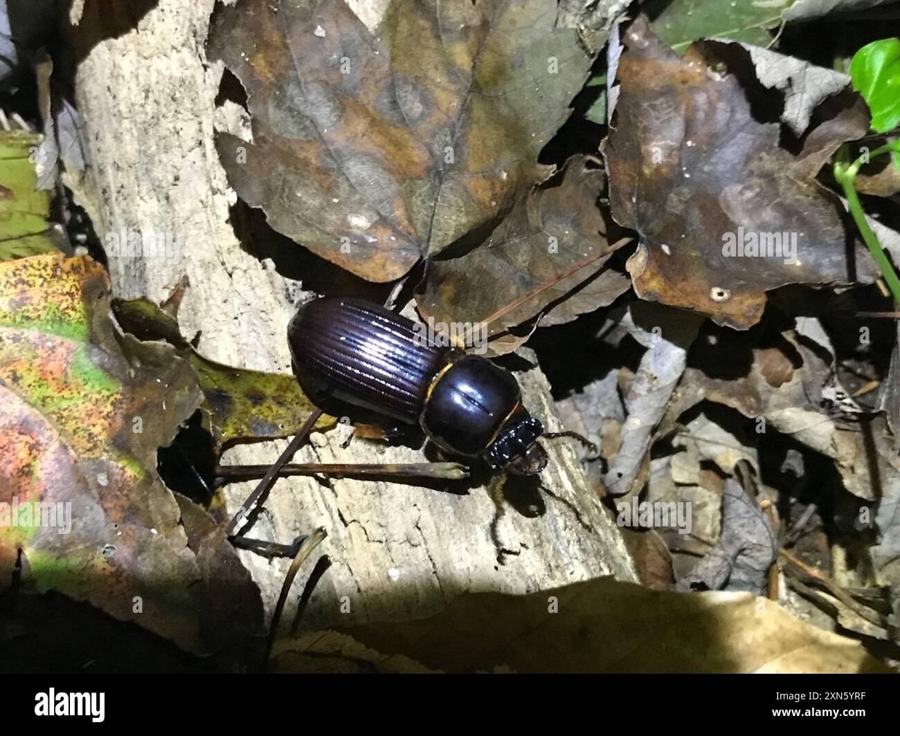 Horned Passalus Beetle (Odontotaenius disjunctus) Insecta Stock Photo ...