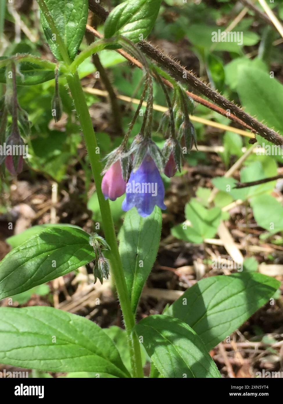 Tall Bluebell (Mertensia paniculata) Plantae Stock Photo - Alamy
