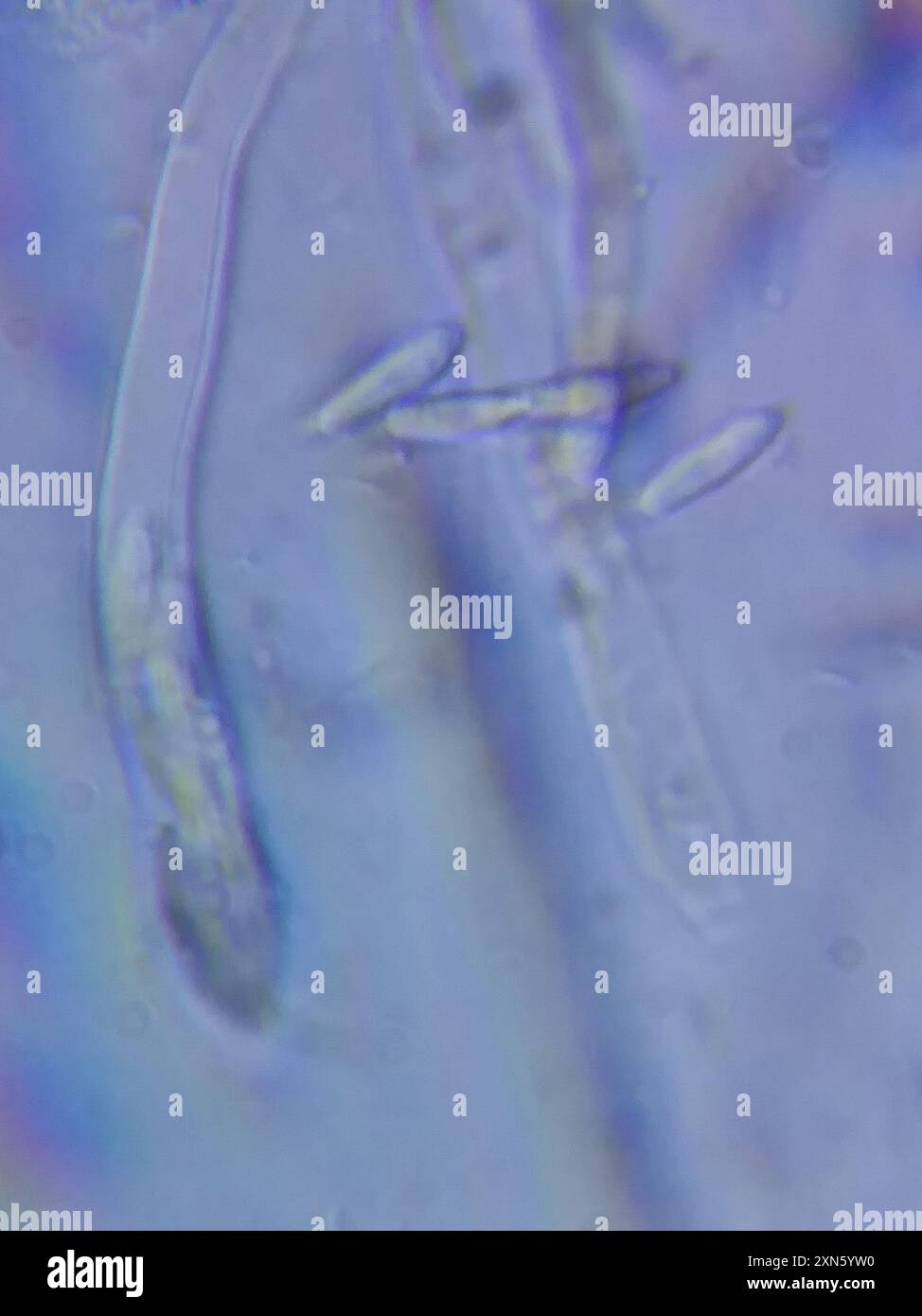 Lachnum hi-res stock photography and images - Alamy