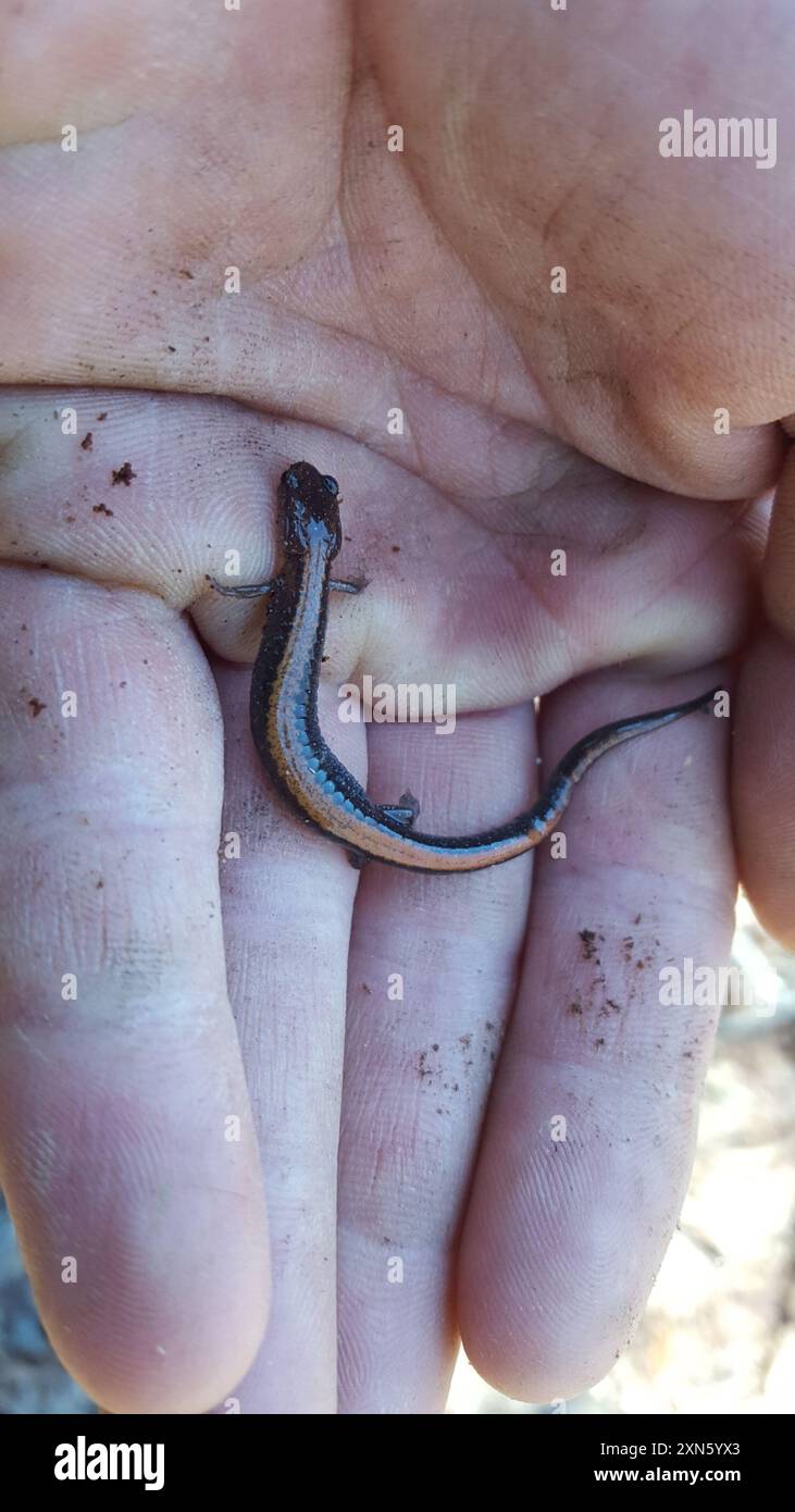 Southern Red-backed Salamander (Plethodon serratus) Amphibia Stock ...