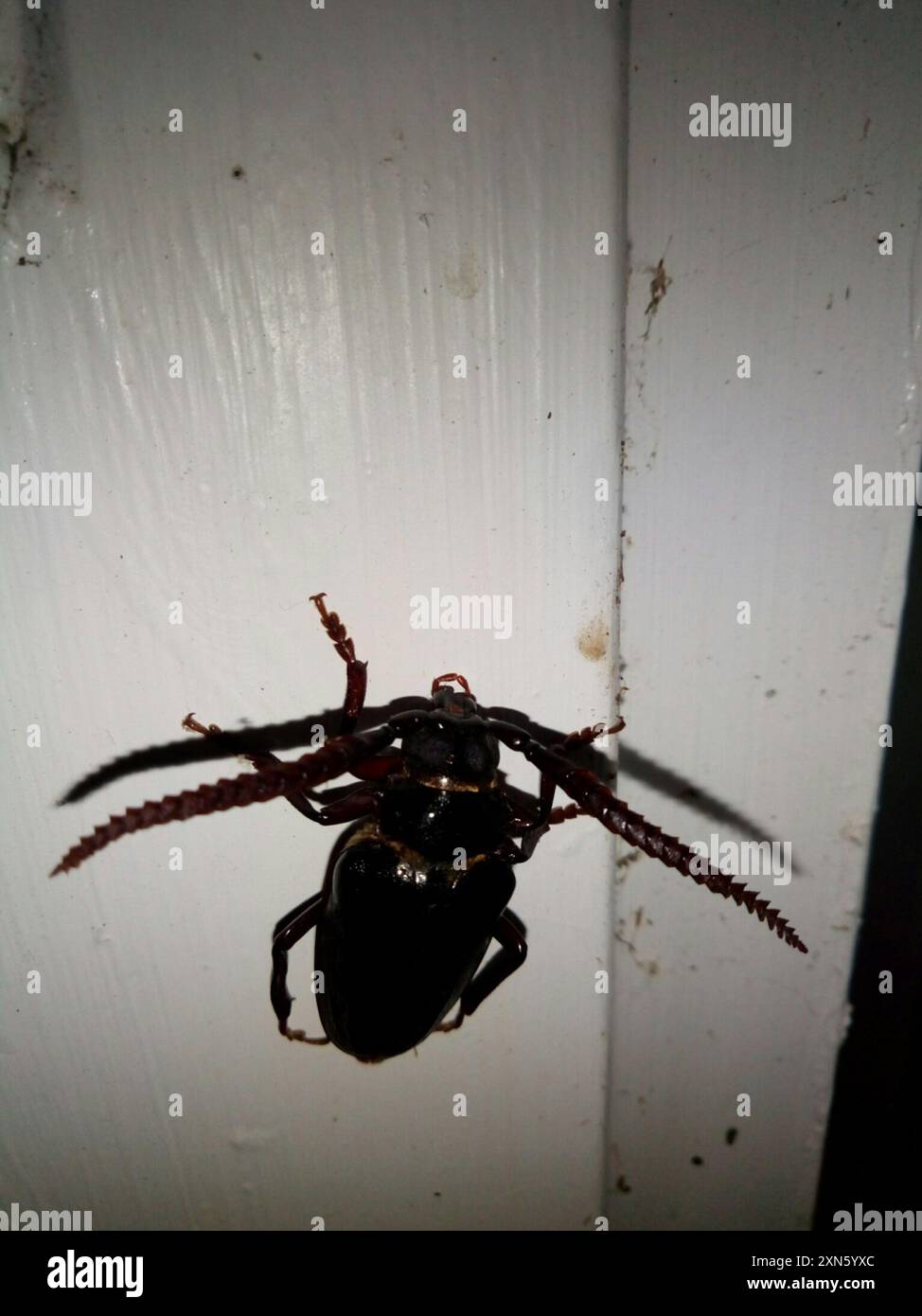 Tile-horned Prionus (Prionus imbricornis) Insecta Stock Photo - Alamy