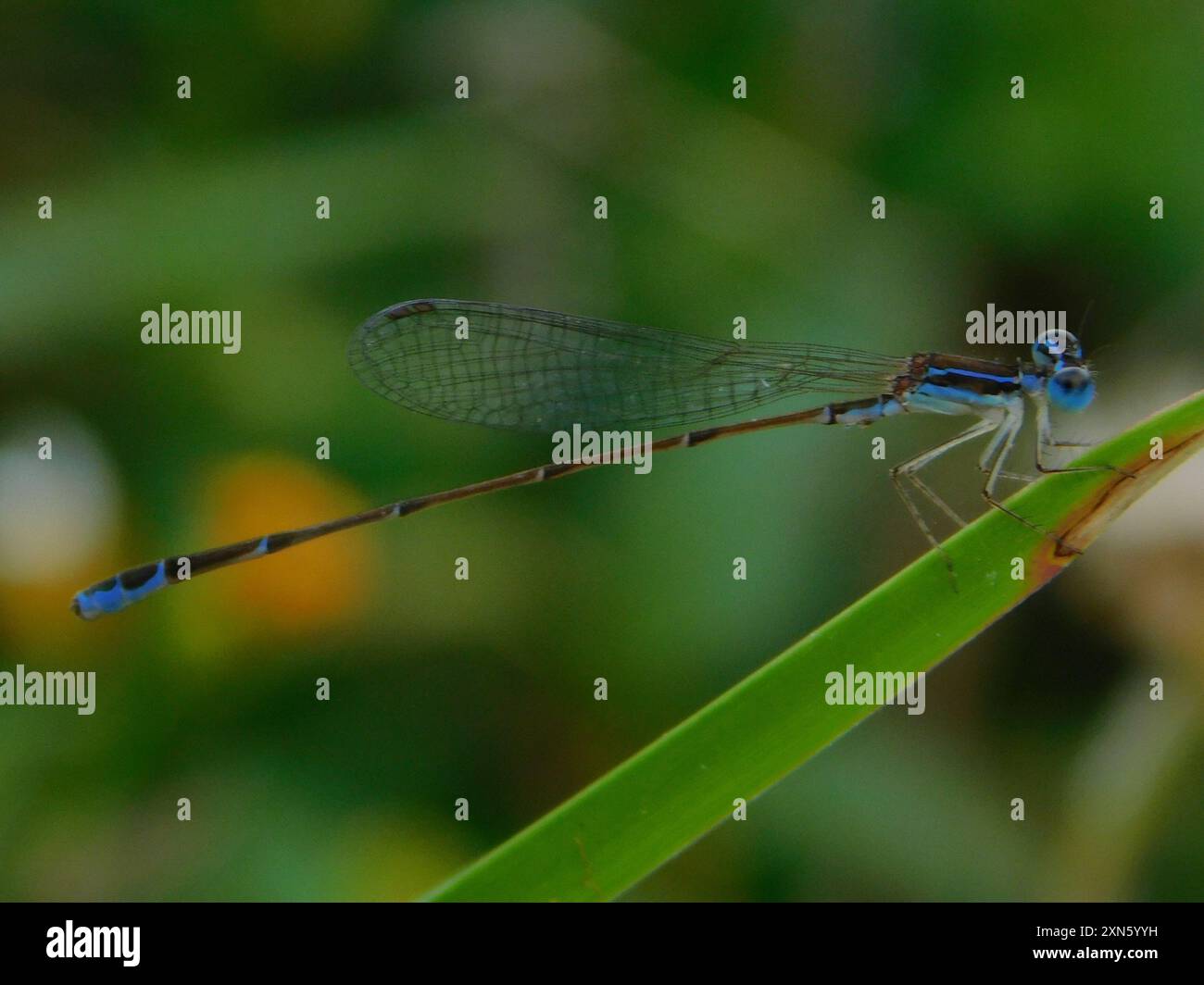 Everglades Sprite (Nehalennia pallidula) Insecta Stock Photo - Alamy