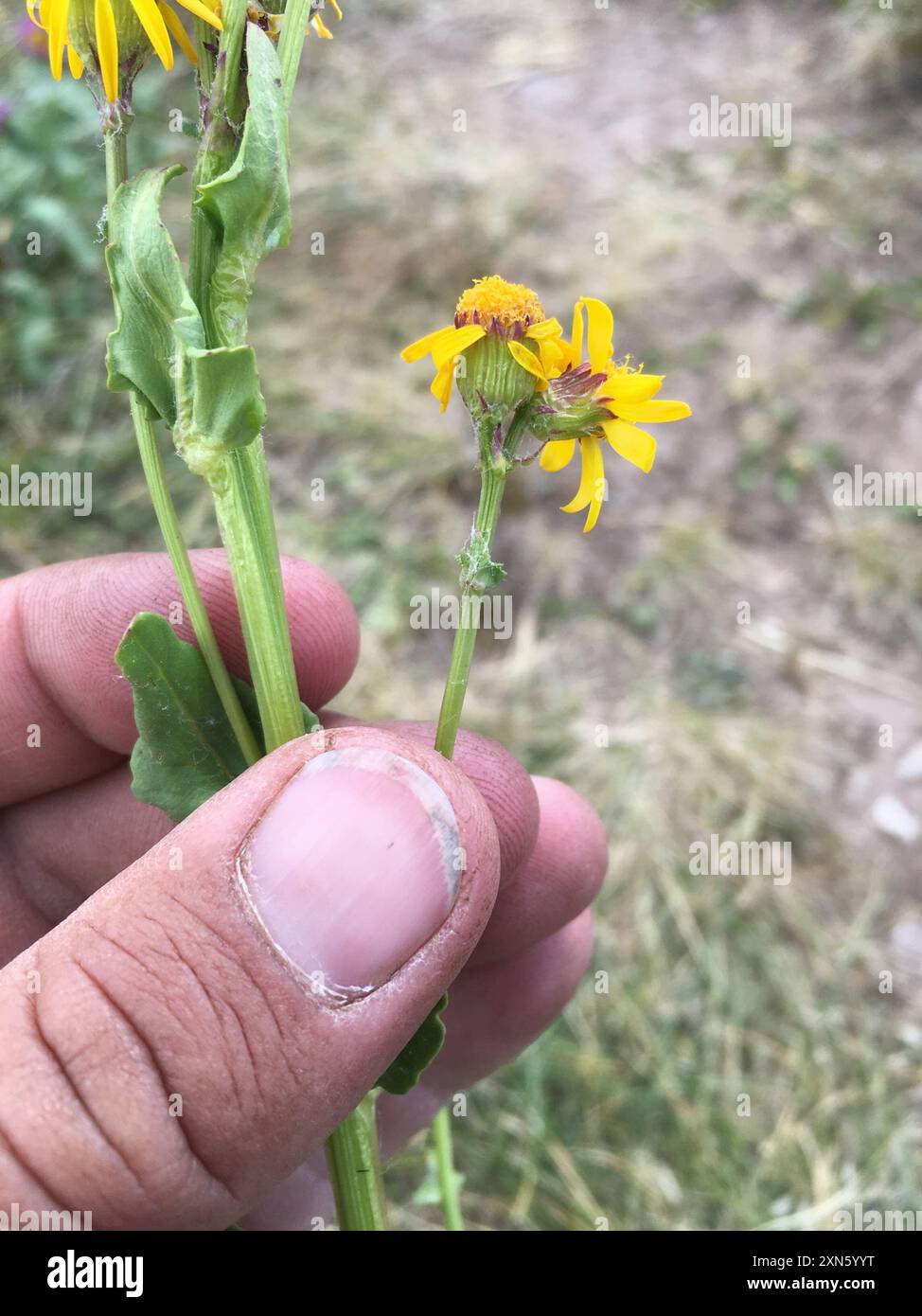 Splitleaf Groundsel (Packera dimorphophylla) Plantae Stock Photo - Alamy