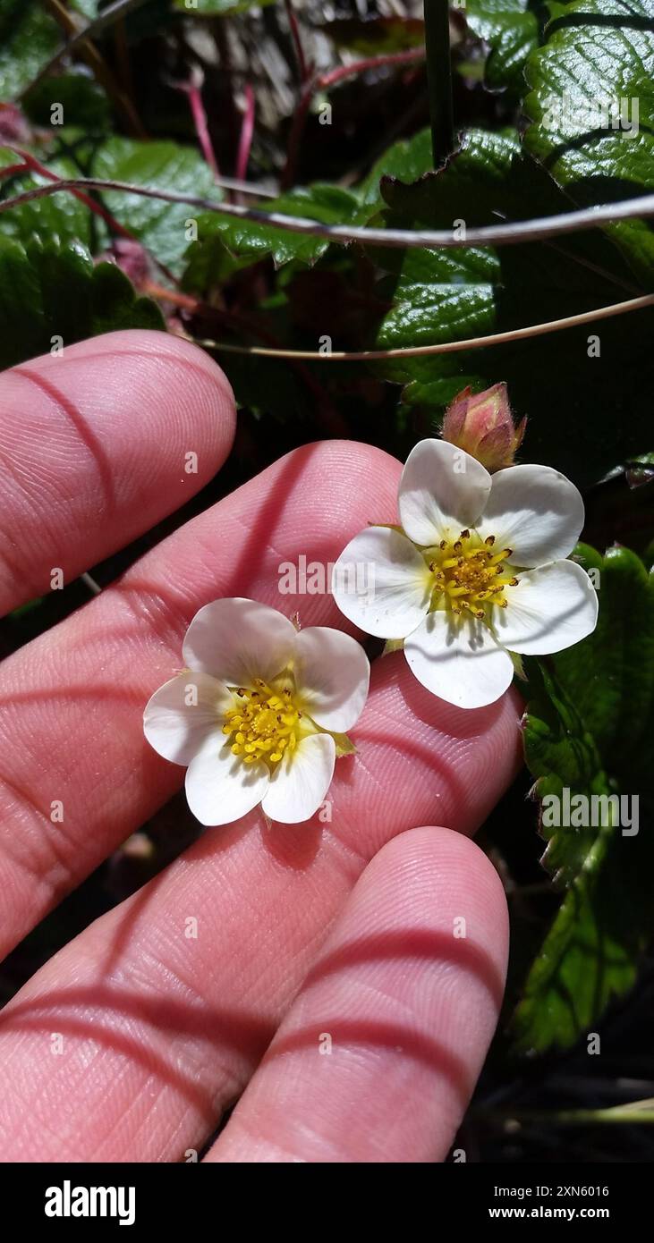 Pacific Beach Strawberry (Fragaria chiloensis pacifica) Plantae Stock ...