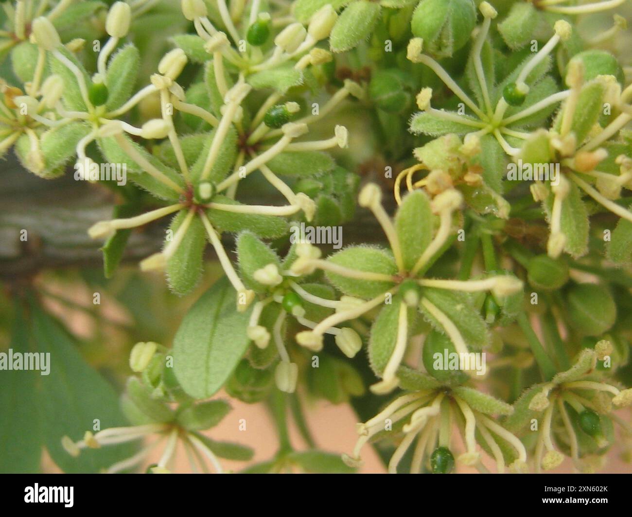 Stink Shepherdstree (Boscia foetida) Plantae Stock Photo - Alamy