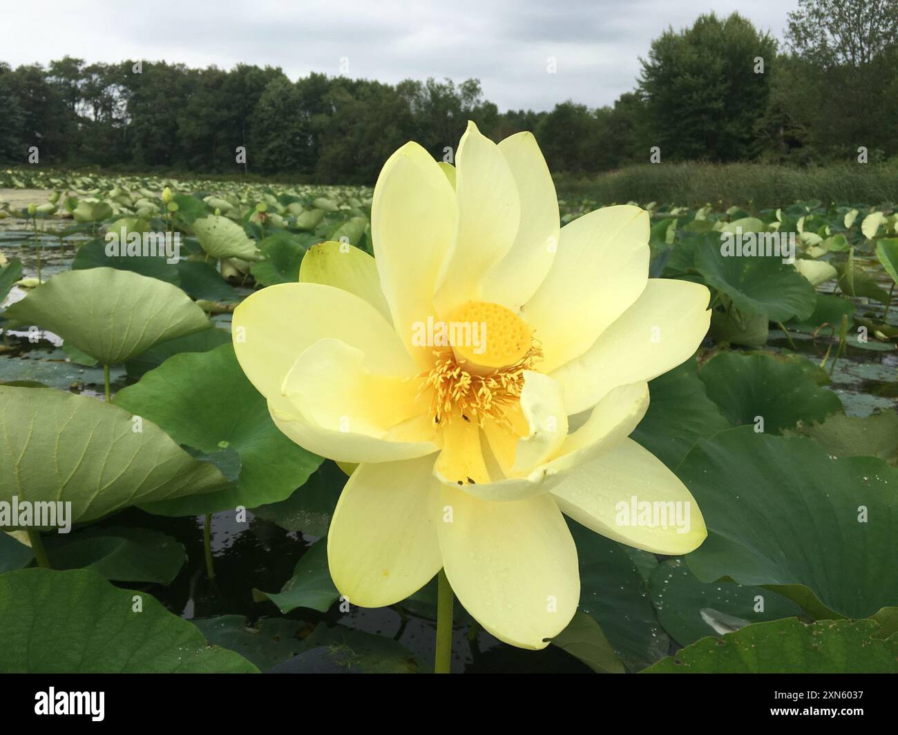 American lotus (Nelumbo lutea) Plantae Stock Photo - Alamy