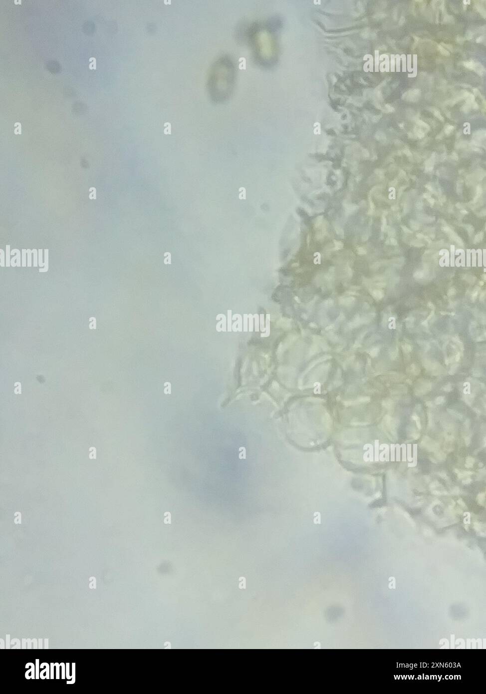 Coprophilus hi-res stock photography and images - Alamy