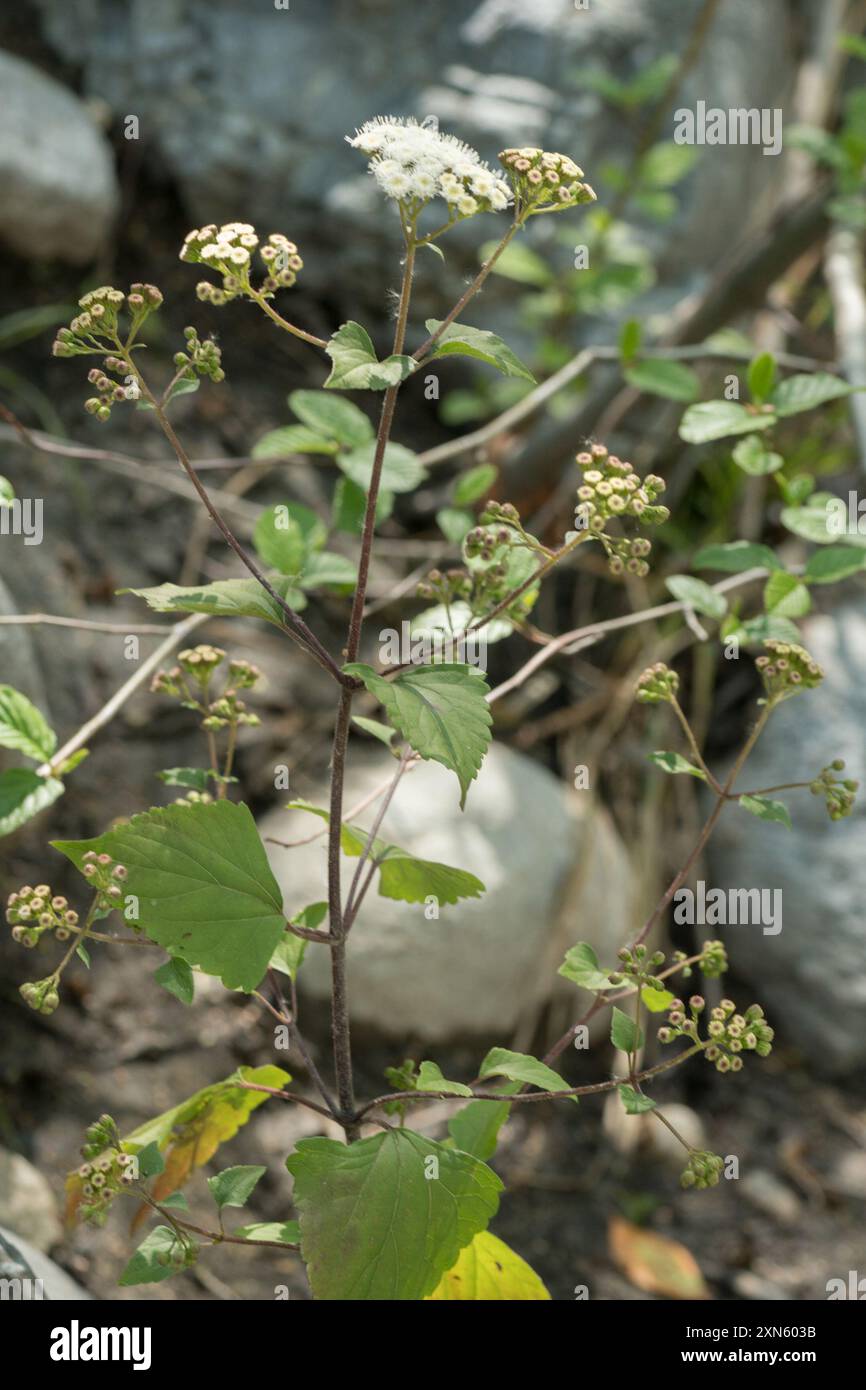 Crofton Weed (Ageratina adenophora) Plantae Stock Photo - Alamy