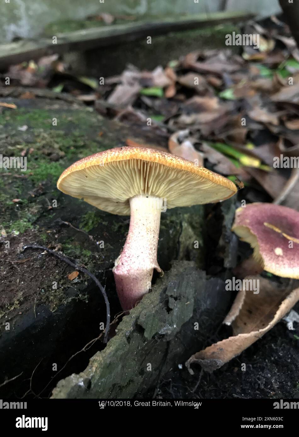Plums-and-Custard (Tricholomopsis rutilans) Fungi Stock Photo - Alamy