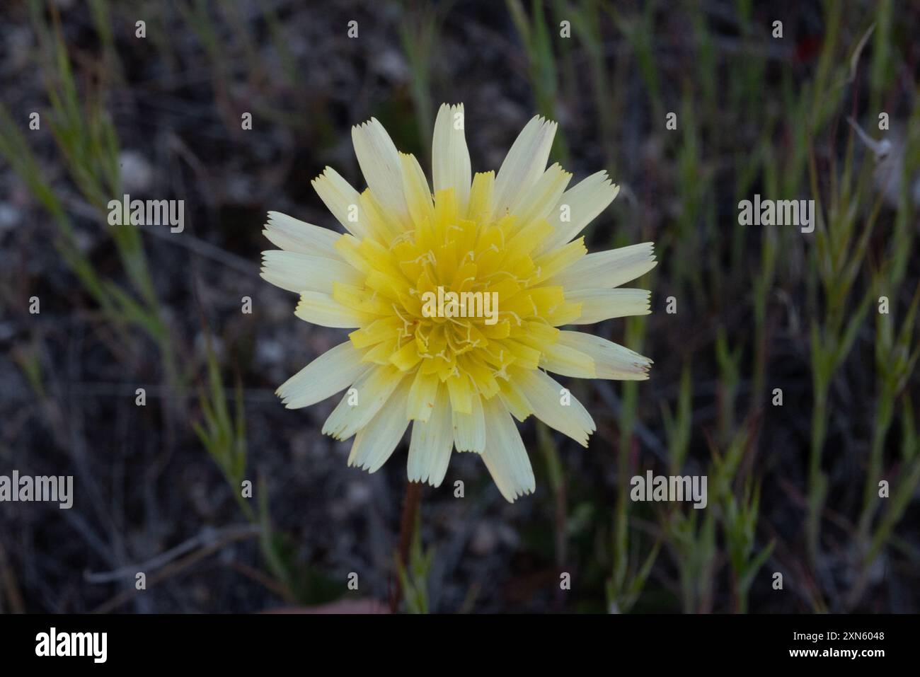 silverpuffs (Uropappus lindleyi) Plantae Stock Photo - Alamy
