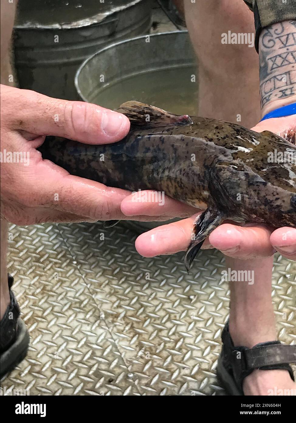 Flathead Catfish (Pylodictis olivaris) Actinopterygii Stock Photo - Alamy