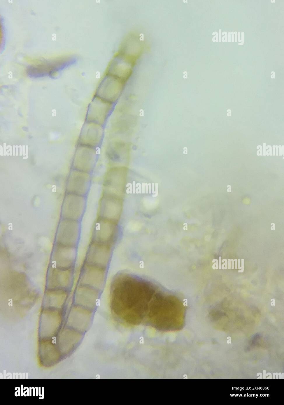 Copper Penny Fungus (Pachyella clypeata) Fungi Stock Photo - Alamy