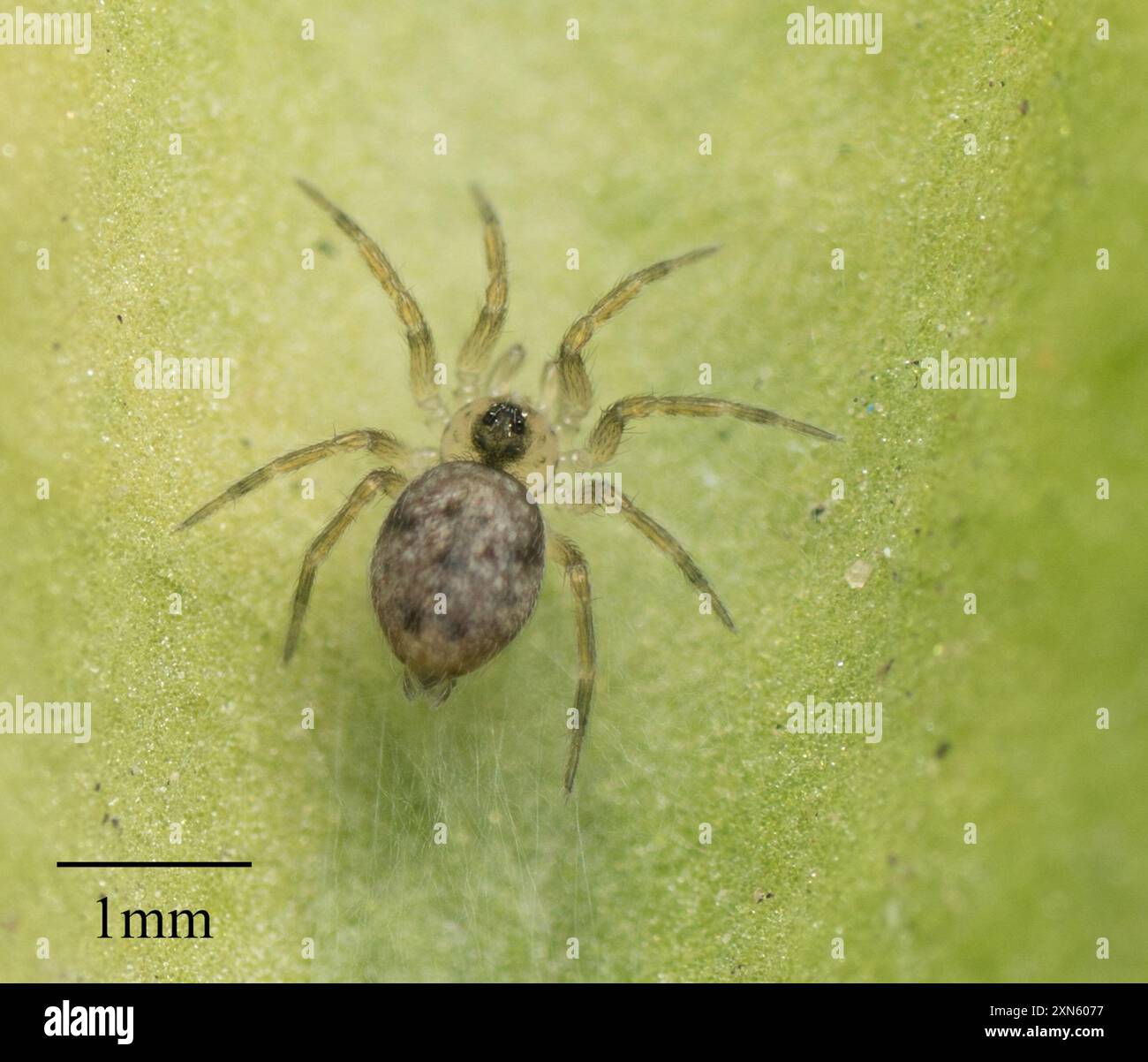 Oecobius navus hi-res stock photography and images - Alamy