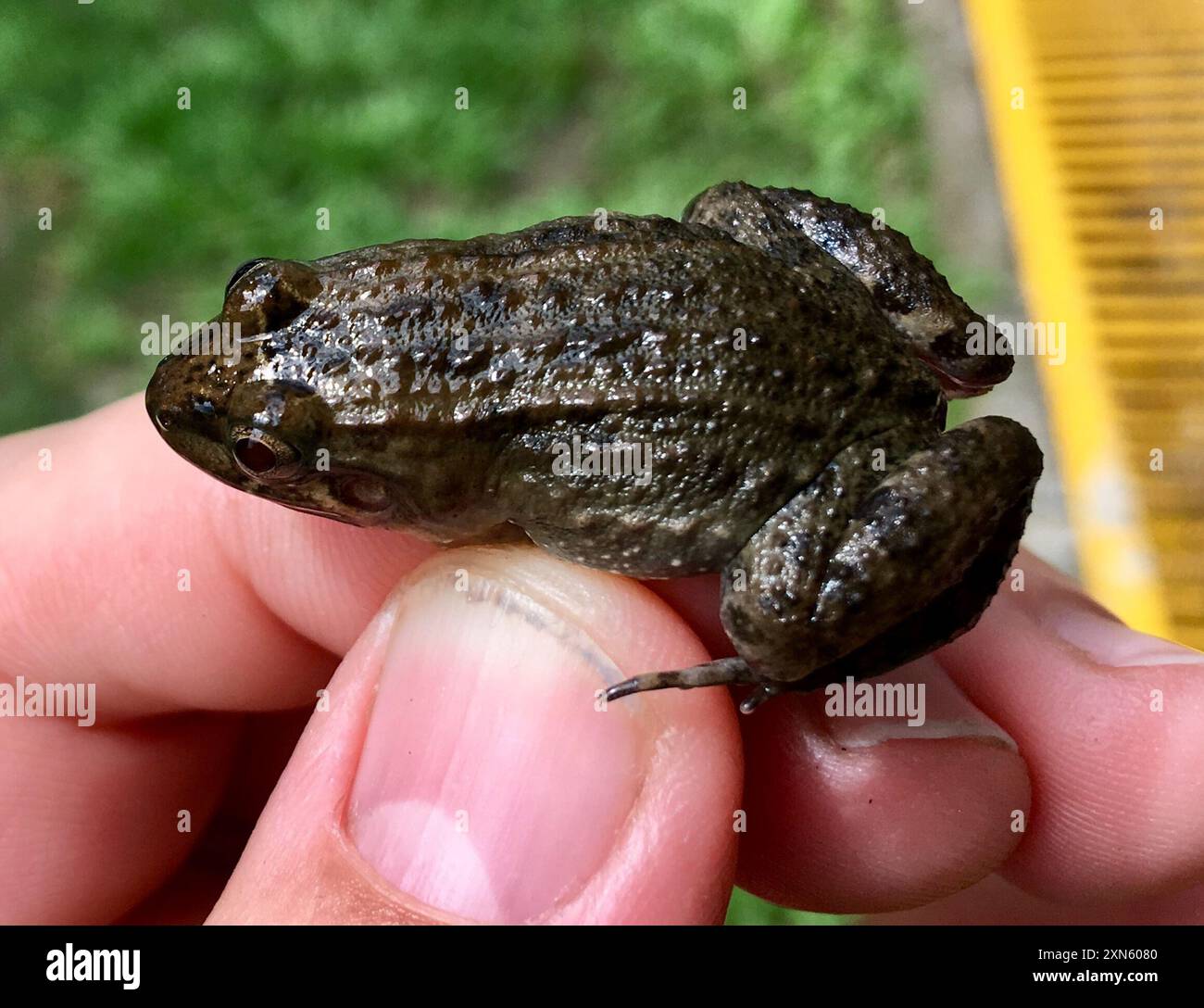 Sabinal Frog (Leptodactylus melanonotus) Amphibia Stock Photo - Alamy