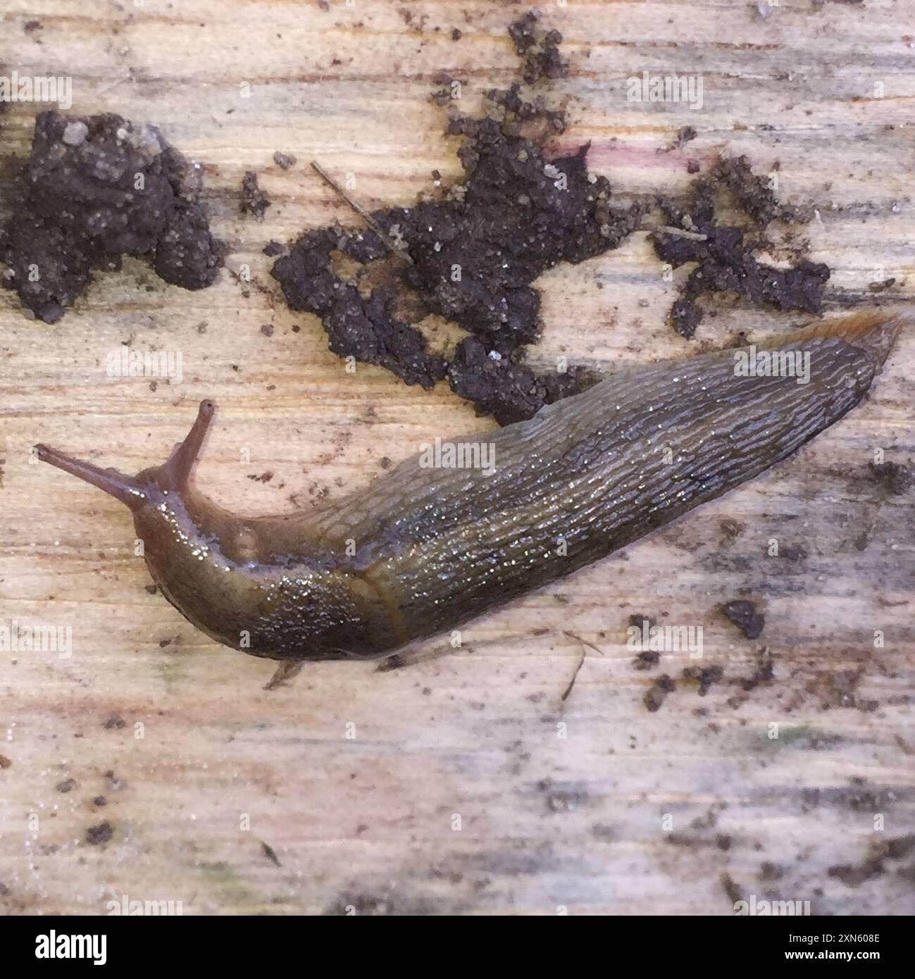Western Dusky Slug (Arion subfuscus) Mollusca Stock Photo - Alamy