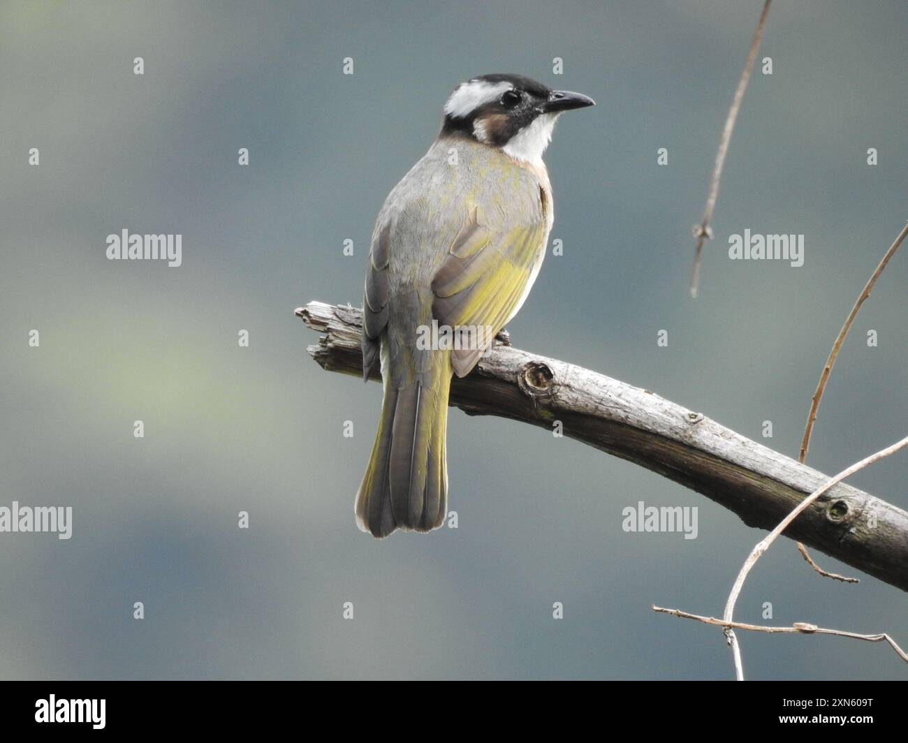 Light-vented Bulbul (Pycnonotus sinensis) Aves Stock Photo - Alamy