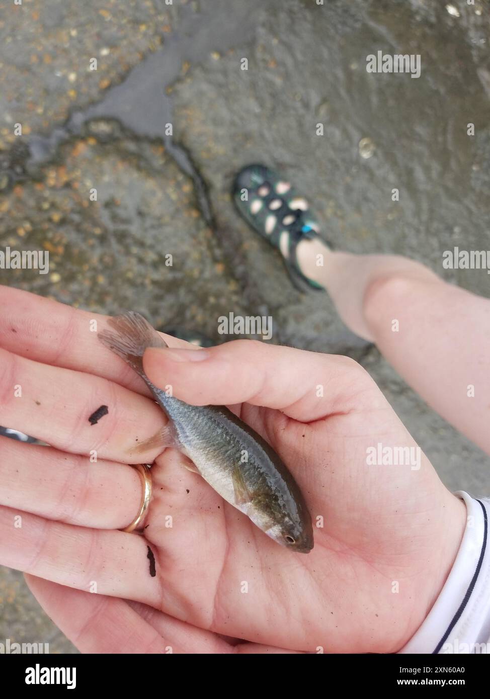 Mummichog hi-res stock photography and images - Alamy