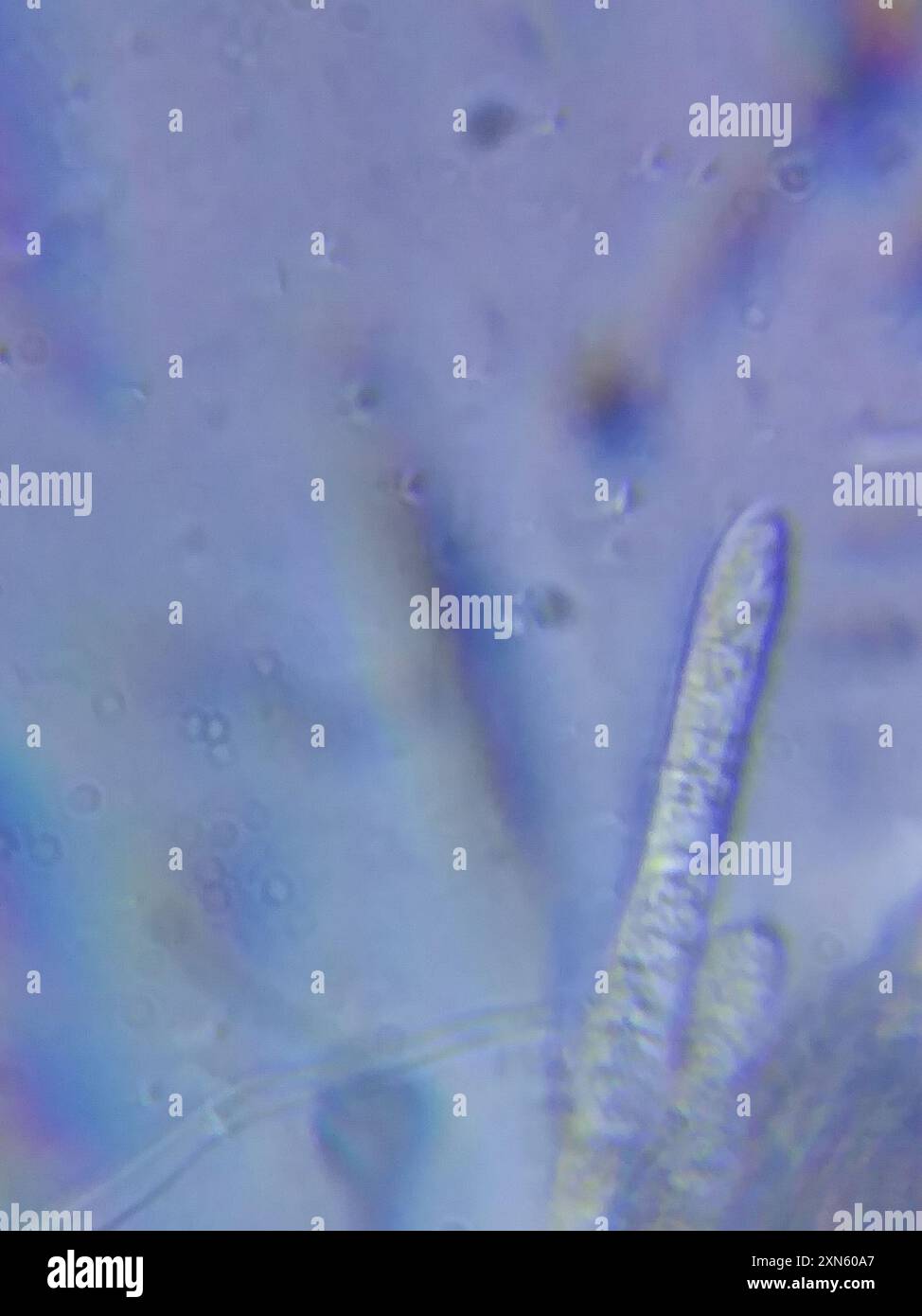 Lachnum hi-res stock photography and images - Alamy