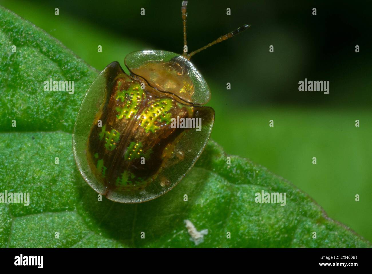Mottled Tortoise Beetle (Deloyala guttata) Insecta Stock Photo - Alamy