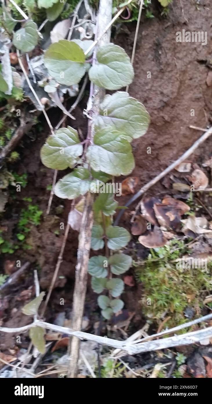 yerba buena (Clinopodium douglasii) Plantae Stock Photo - Alamy