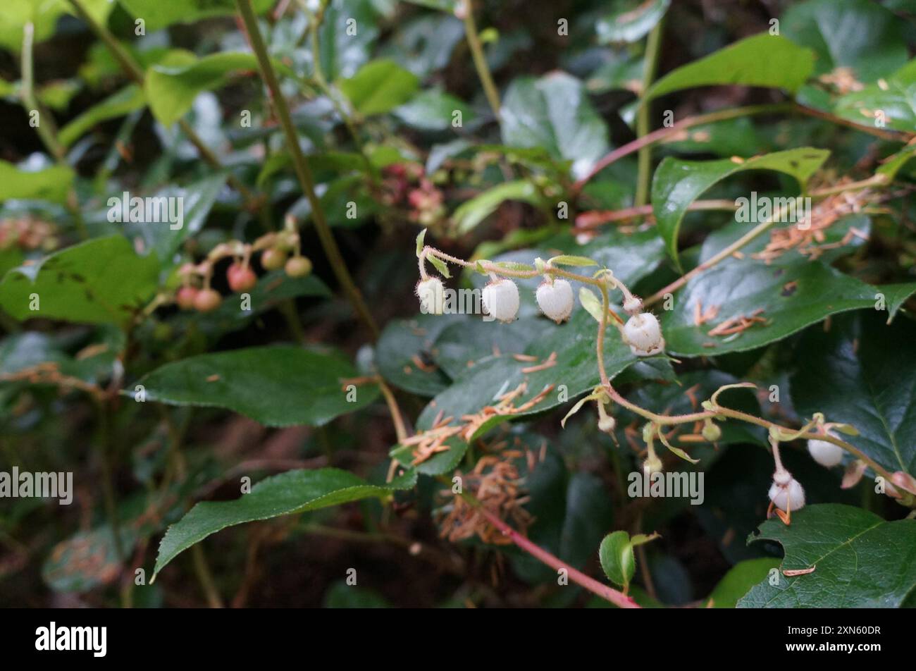 salal (Gaultheria shallon) Plantae Stock Photo - Alamy