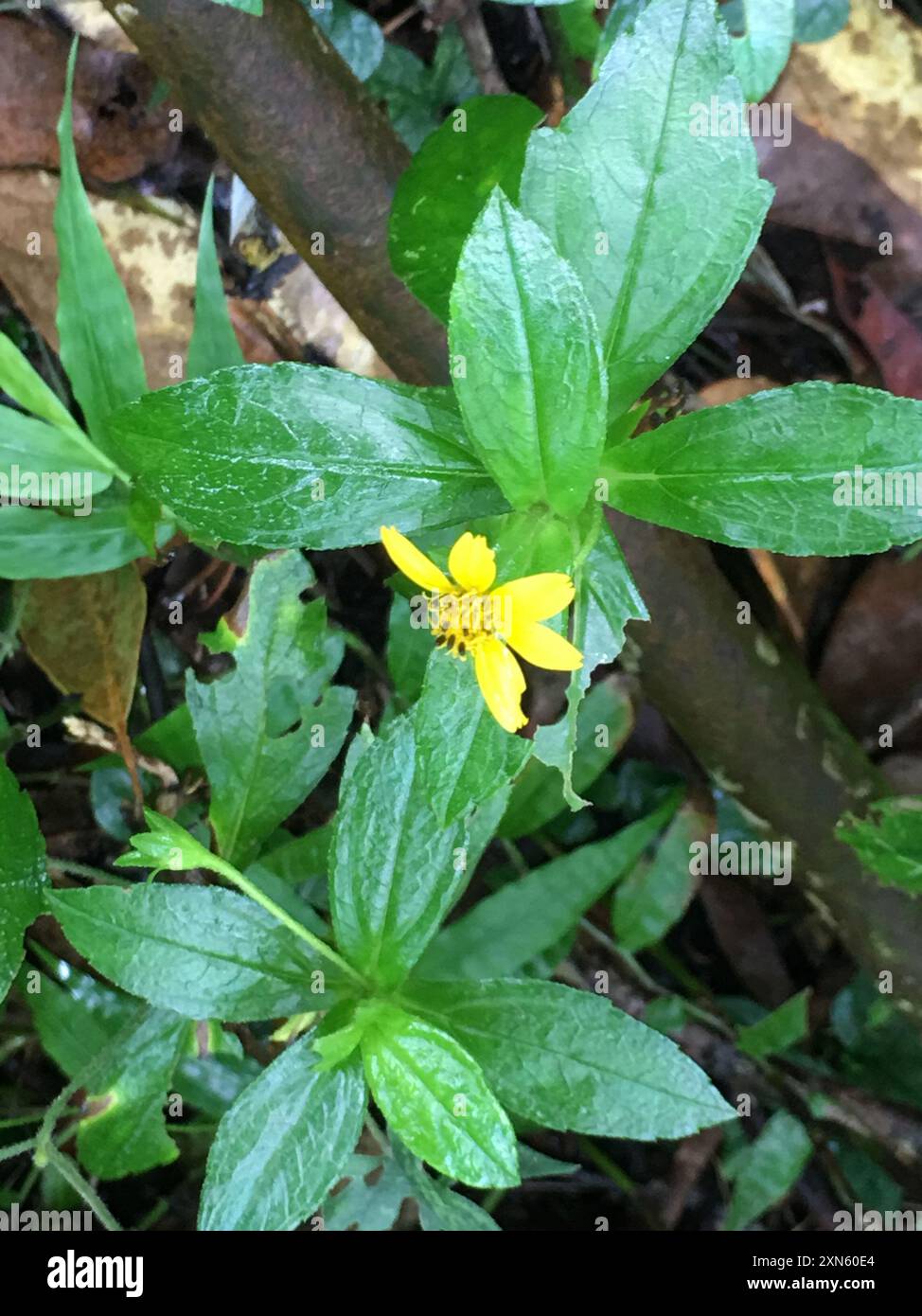 trailing daisy (Sphagneticola trilobata) Plantae Stock Photo - Alamy