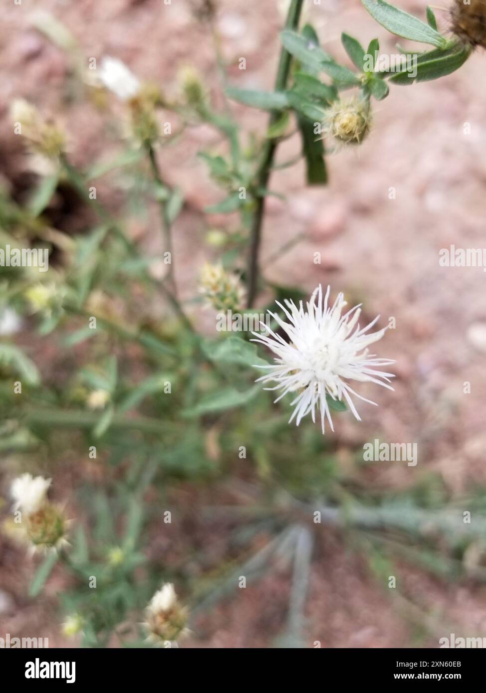 diffuse knapweed (Centaurea diffusa) Plantae Stock Photo - Alamy