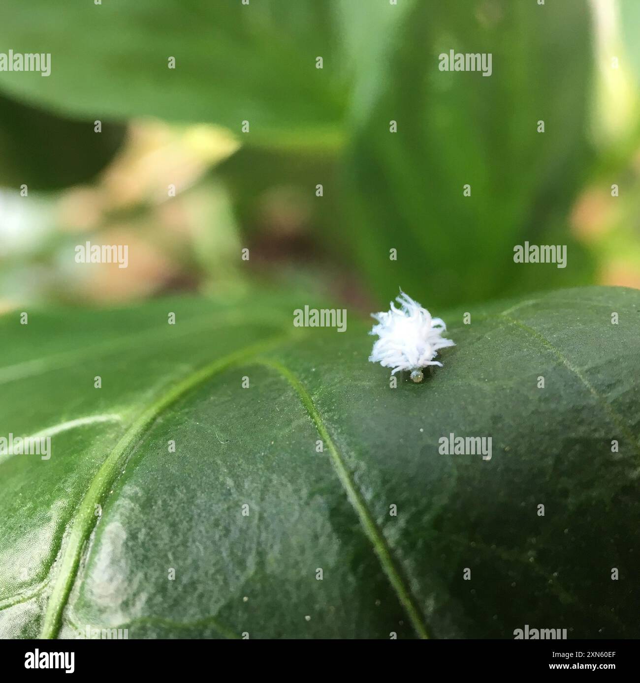 Mealybug Destroyer (Cryptolaemus montrouzieri) Insecta Stock Photo - Alamy