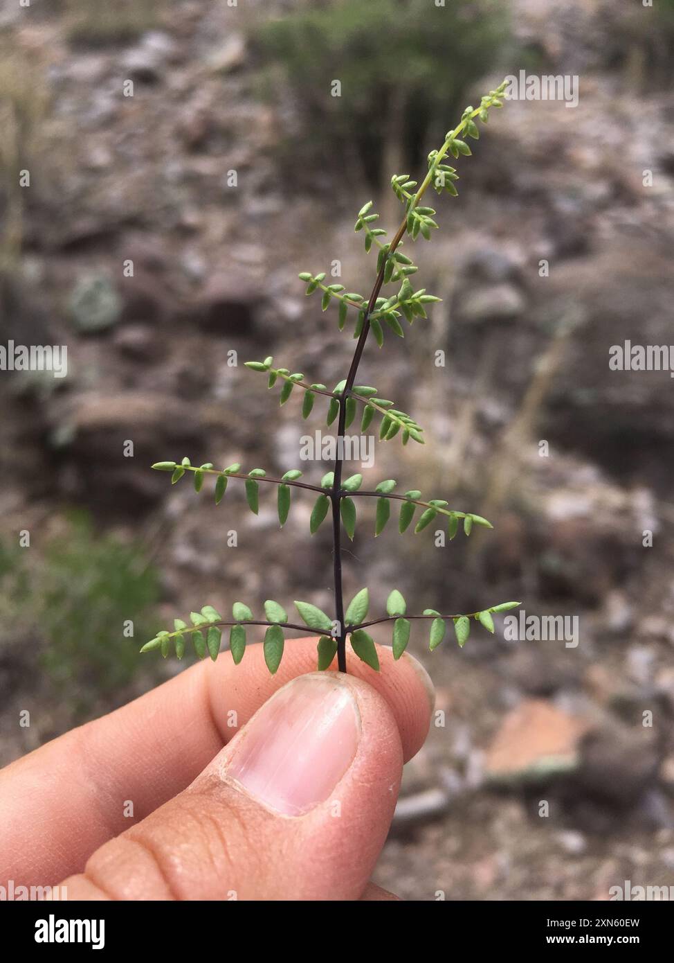 Pellaea truncata hi-res stock photography and images - Alamy