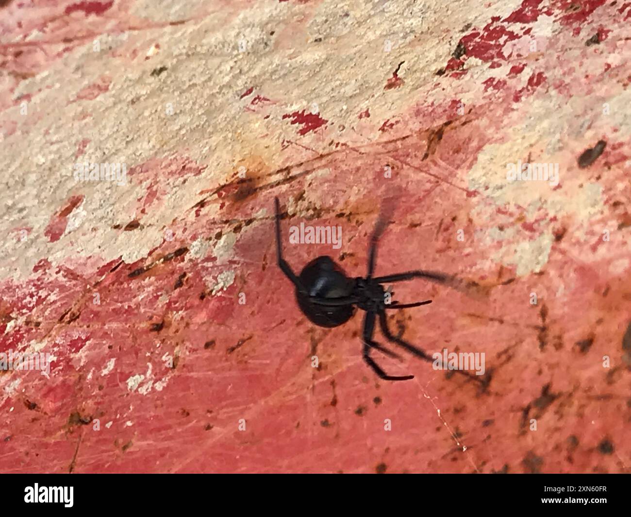 Southern Black Widow (Latrodectus mactans) Arachnida Stock Photo - Alamy