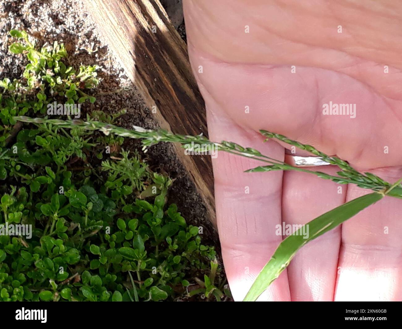 panic veldtgrass (Ehrharta erecta) Plantae Stock Photo - Alamy