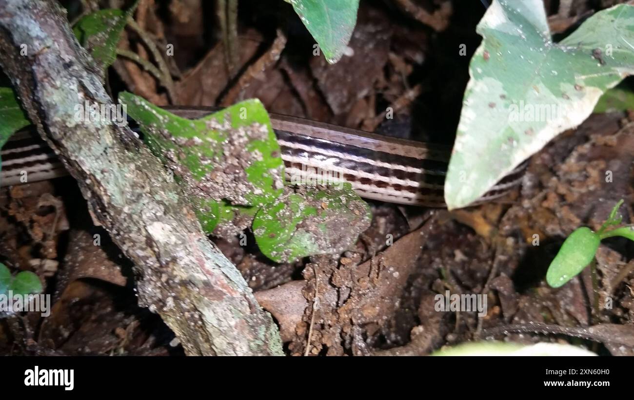 Ophisaurus attenuatus attenuatus hi-res stock photography and images ...