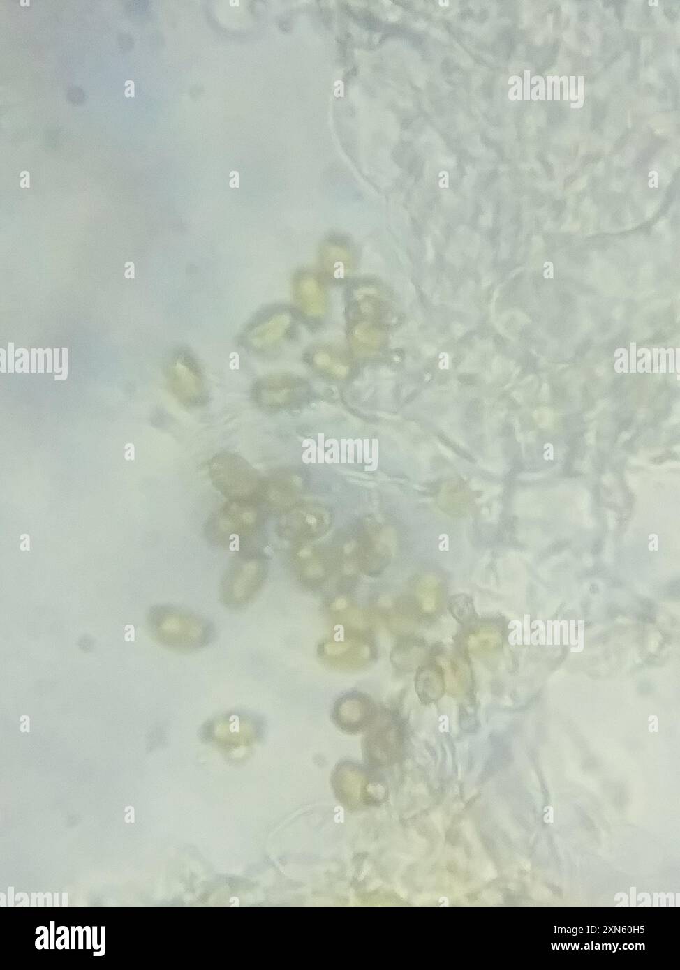 Bolbitius coprophilus hi-res stock photography and images - Alamy