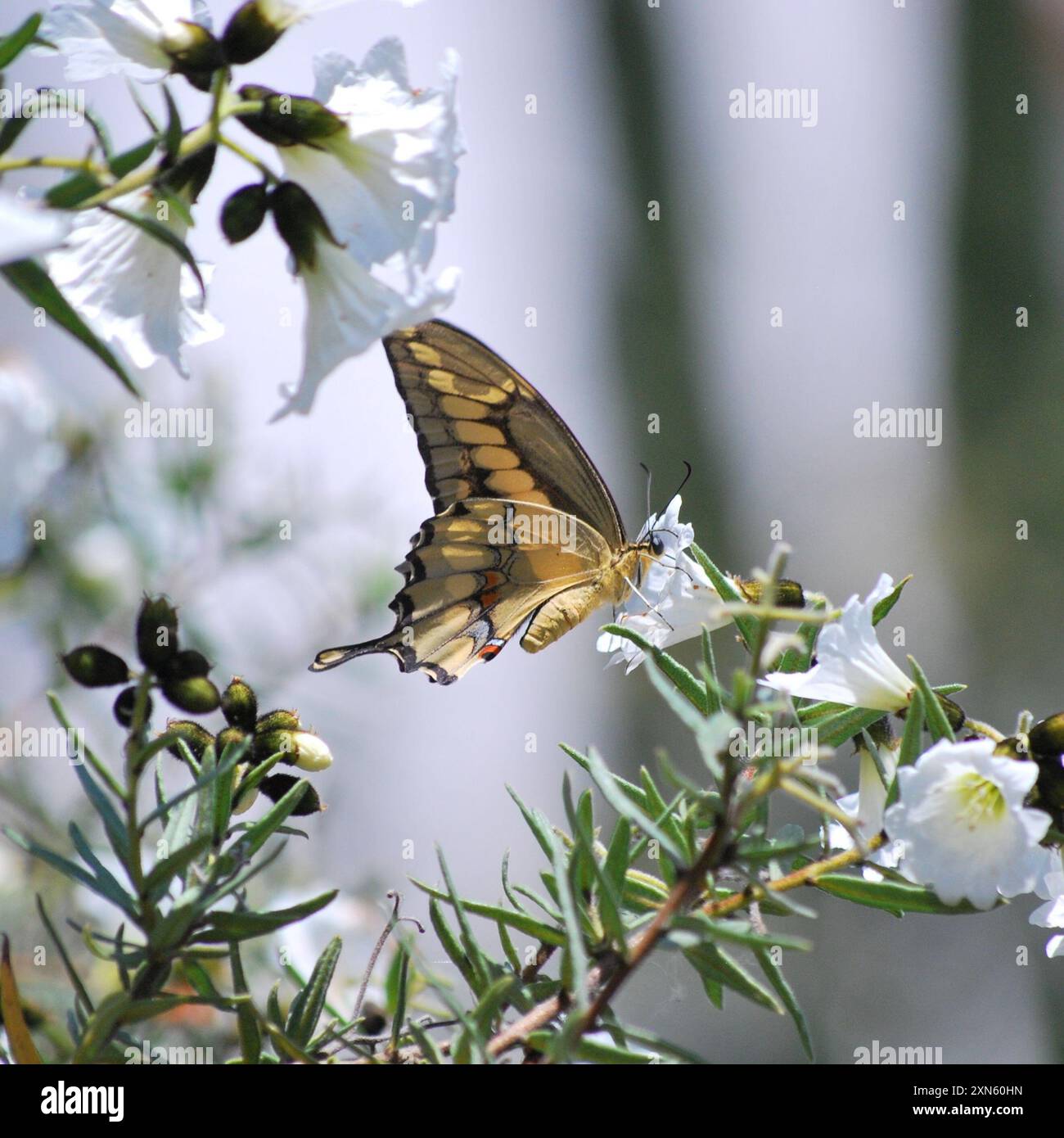 Western giant swallowtail hi-res stock photography and images - Alamy