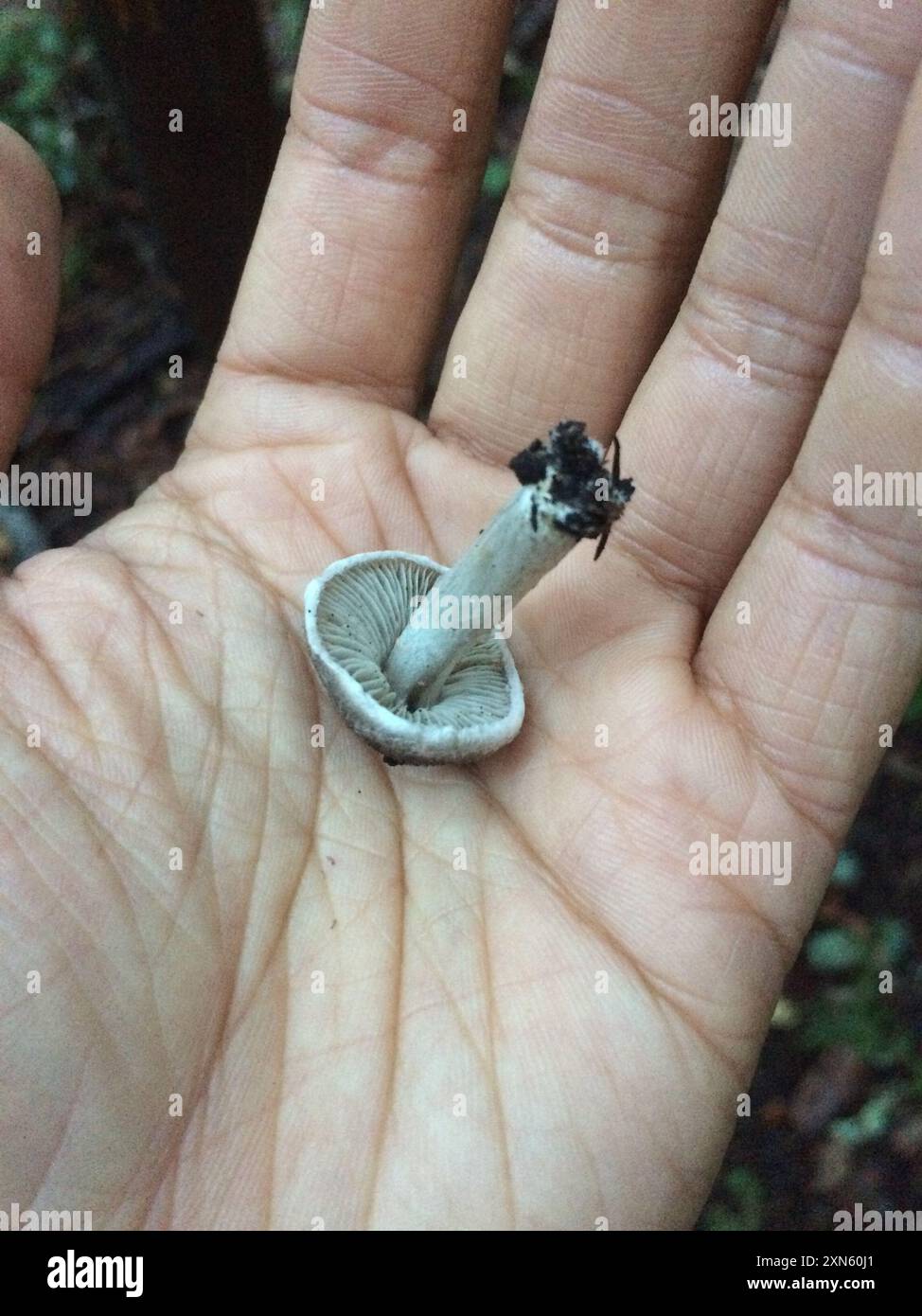 Grey Knight (Tricholoma terreum) Fungi Stock Photo - Alamy