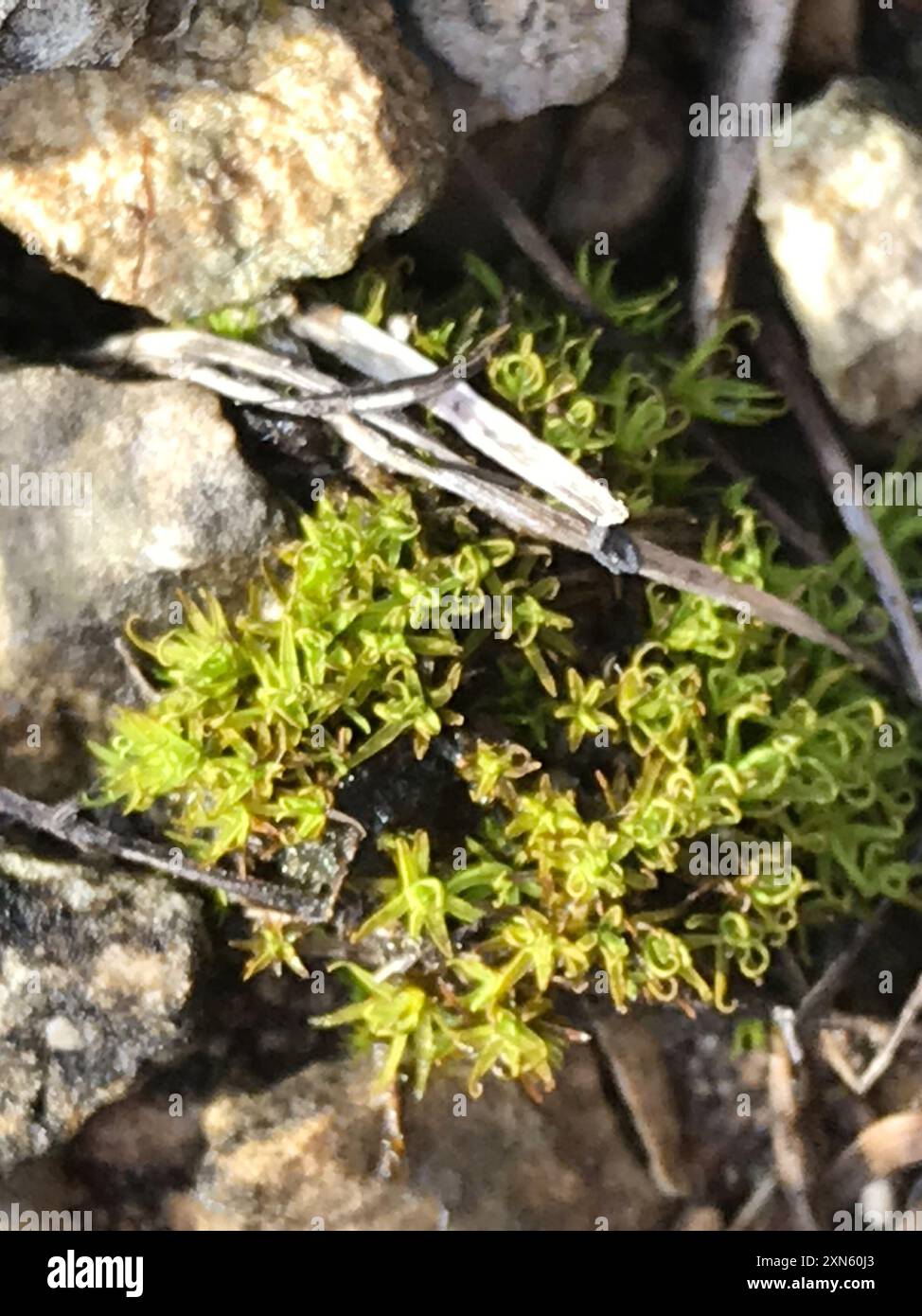 Green-tufted Stubble Moss (Weissia controversa) Plantae Stock Photo - Alamy