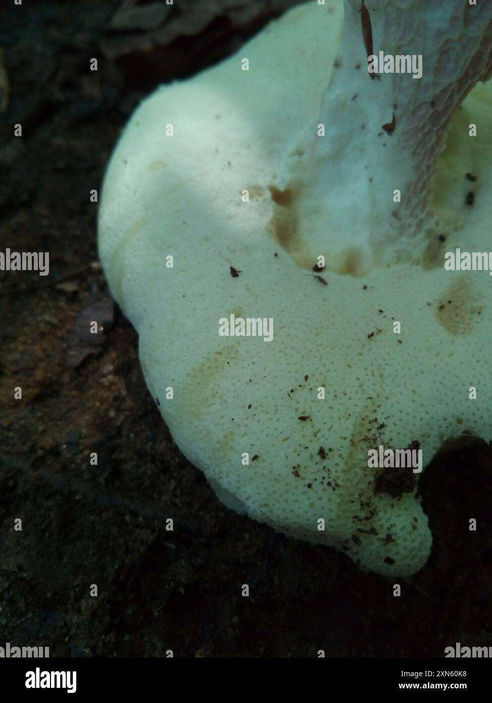 lilac bolete (Boletus separans) Fungi Stock Photo - Alamy