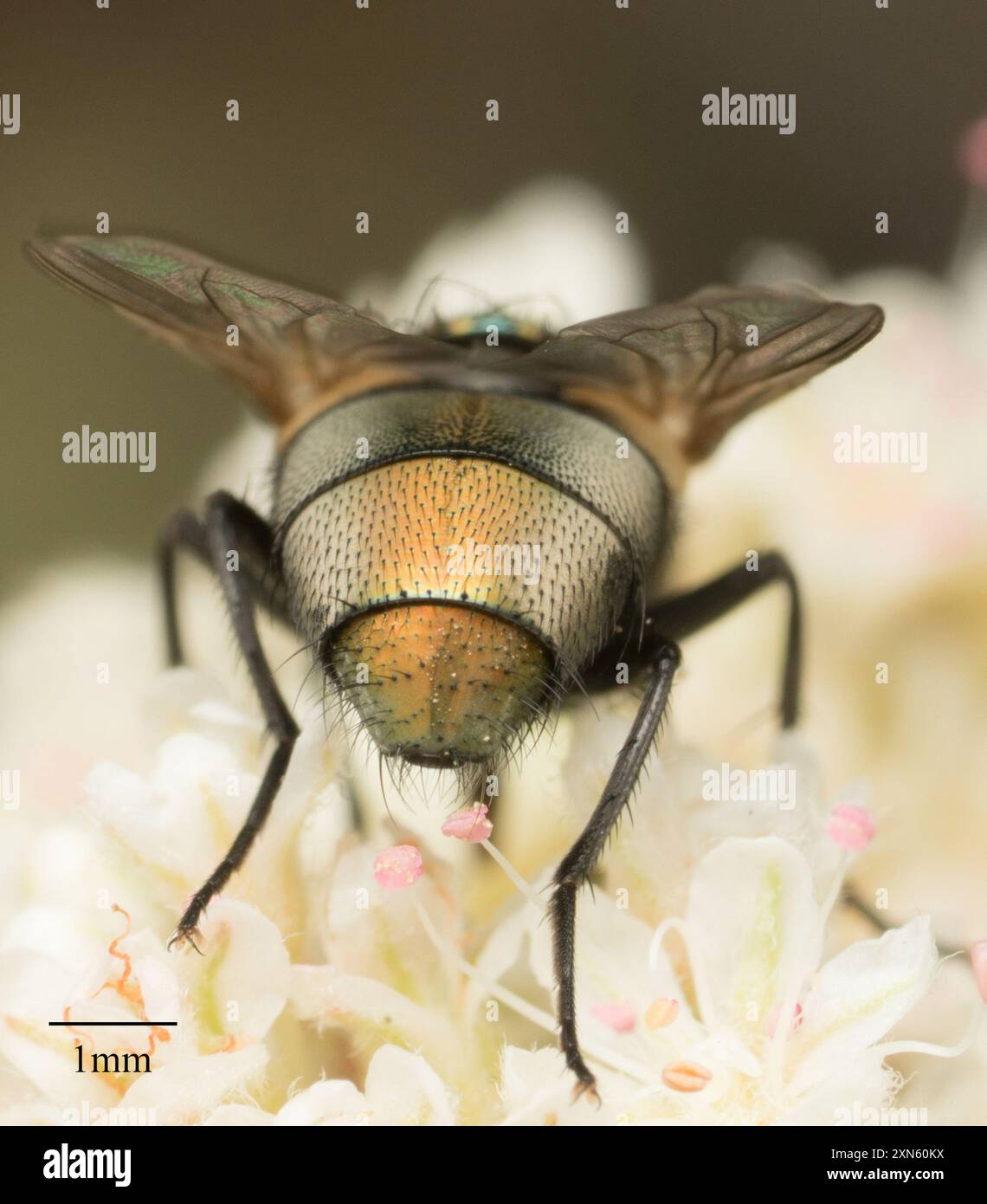 Lucilia cuprina hi-res stock photography and images - Alamy