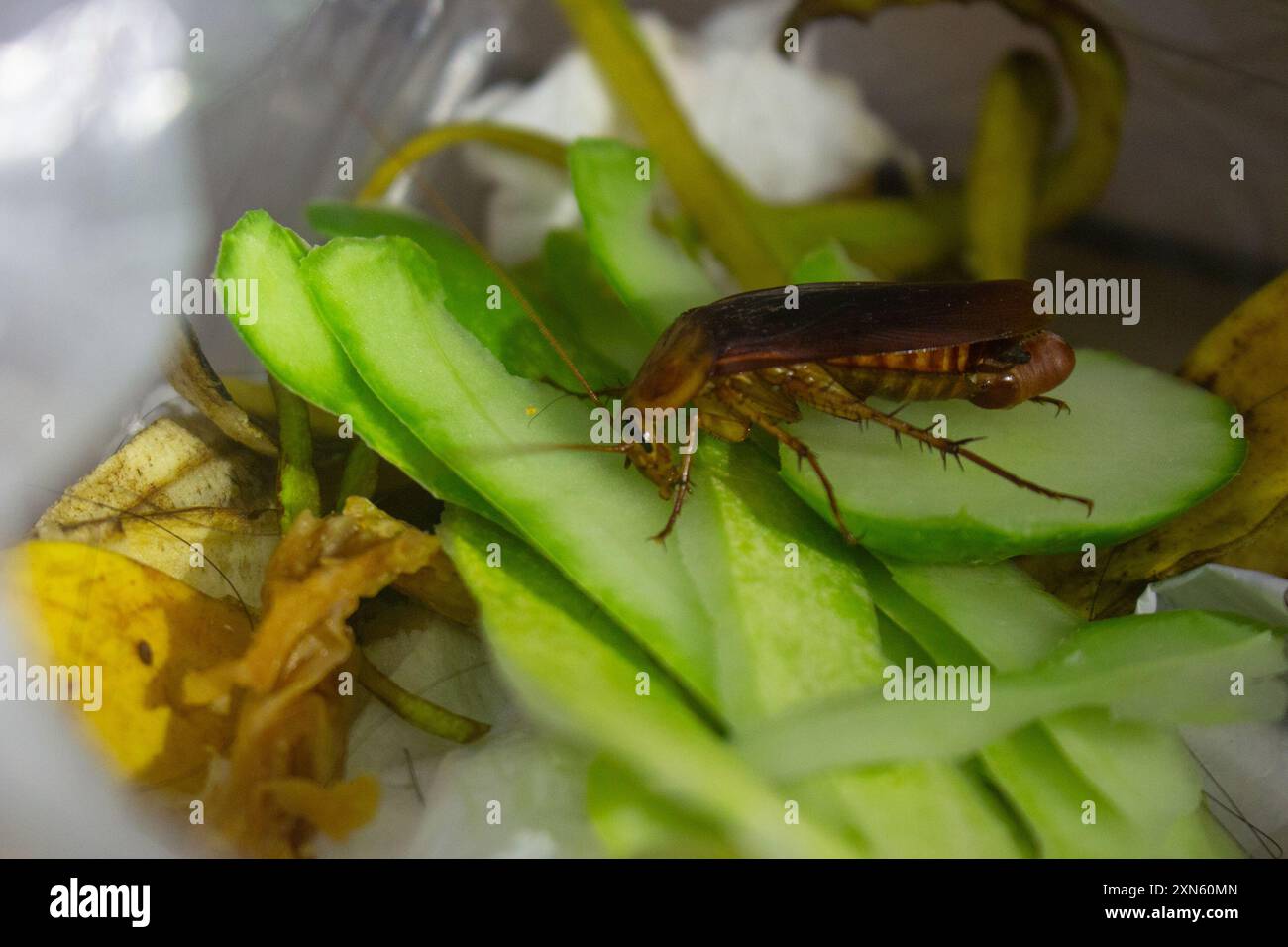 A cockroach eats organic waste. Close-up of cockroaches feeding on a ...