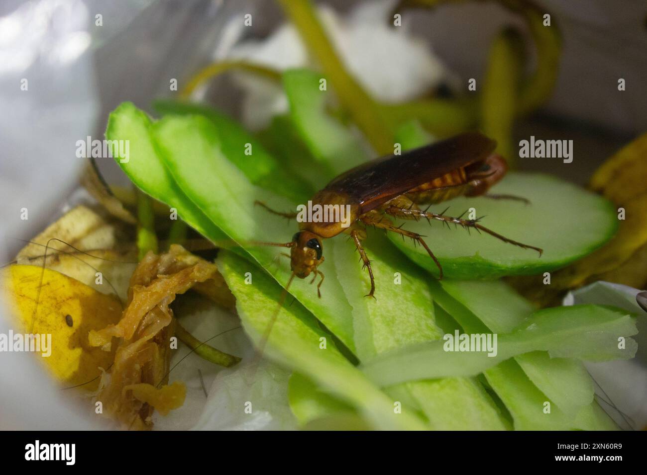 Cockroach eats organic fresh green vegetable peels Stock Photo - Alamy