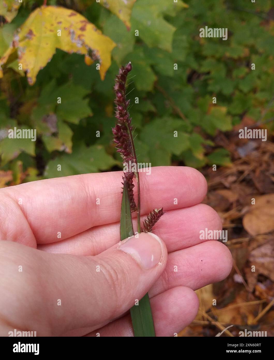 Barnyard Grasses (Echinochloa) Plantae Stock Photo - Alamy
