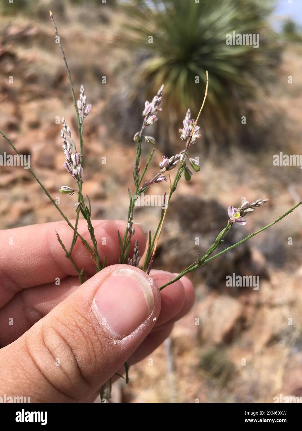 Broom Milkwort (Polygala scoparioides) Plantae Stock Photo - Alamy