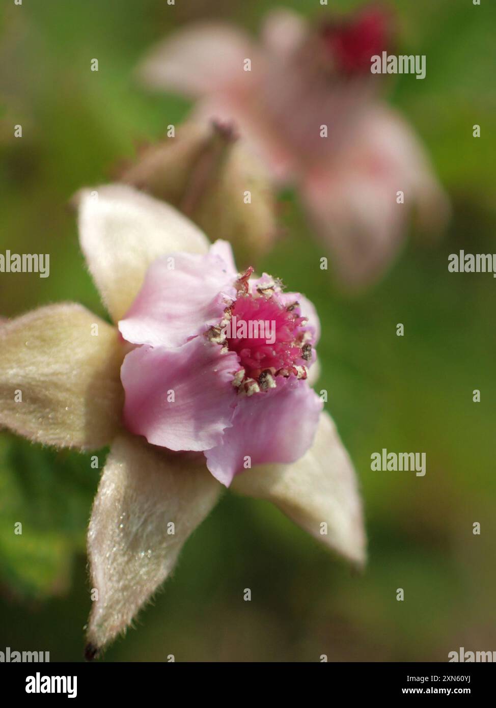 small-leaf bramble (Rubus parvifolius) Plantae Stock Photo - Alamy