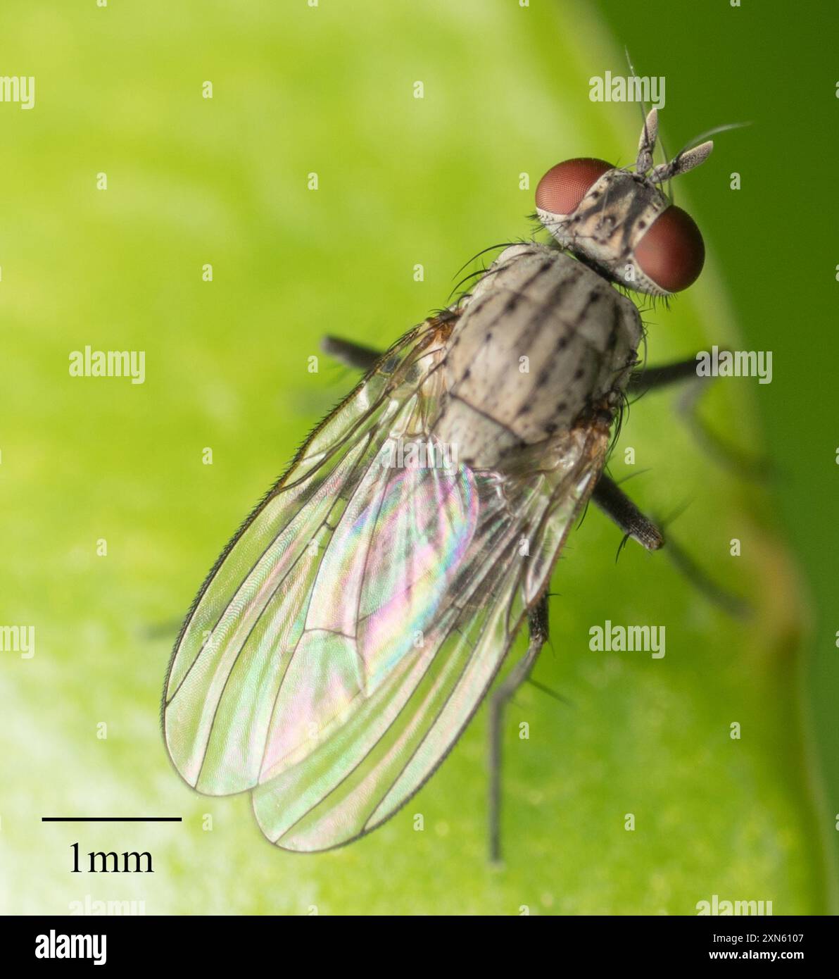 Muscoid Flies (Muscoidea) Insecta Stock Photo - Alamy